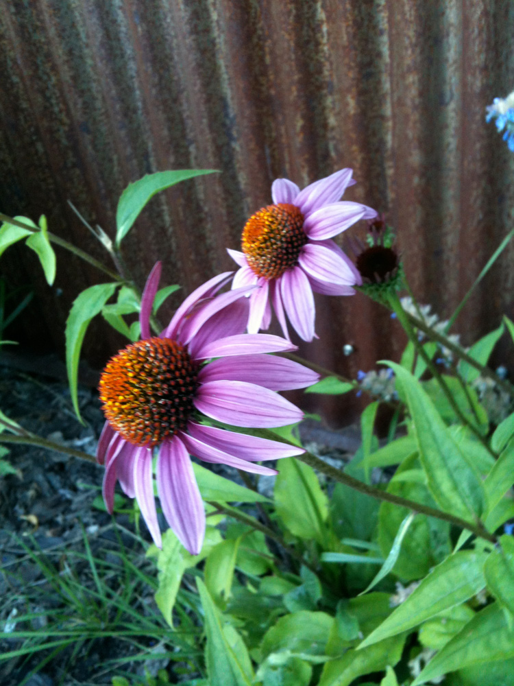 flower.jpg | Creative Spark