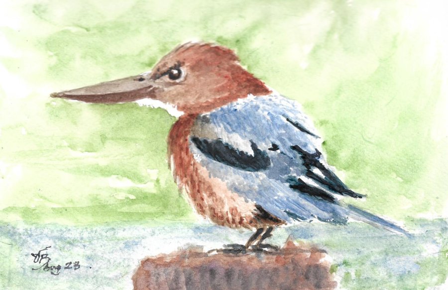 Kingfisher, Not the UB Variety.jpg | Creative Spark